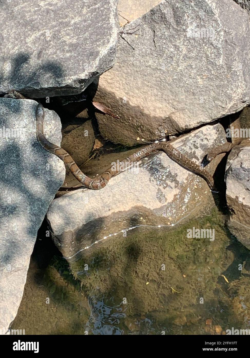 Common Watersnake (Nerodia sipedon Stock Photo - Alamy