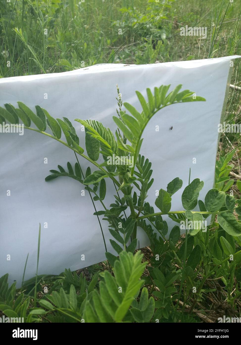 Chickpea Milkvetch (Astragalus cicer Stock Photo - Alamy