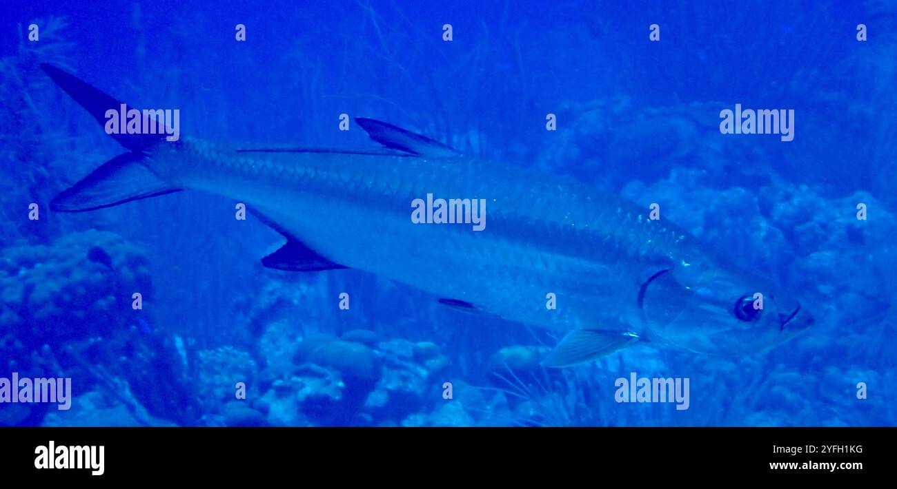 Atlantic Tarpon (Megalops atlanticus Stock Photo - Alamy