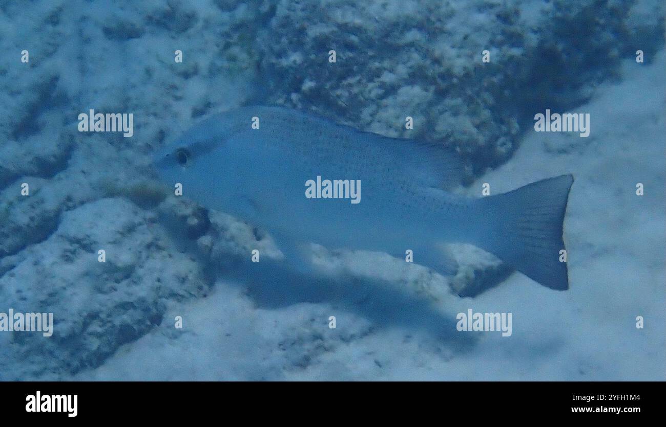 Gray Snapper (Lutjanus griseus Stock Photo - Alamy