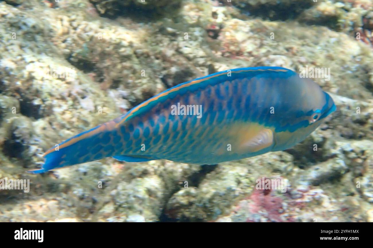 Princess parrotfish hi-res stock photography and images - Alamy
