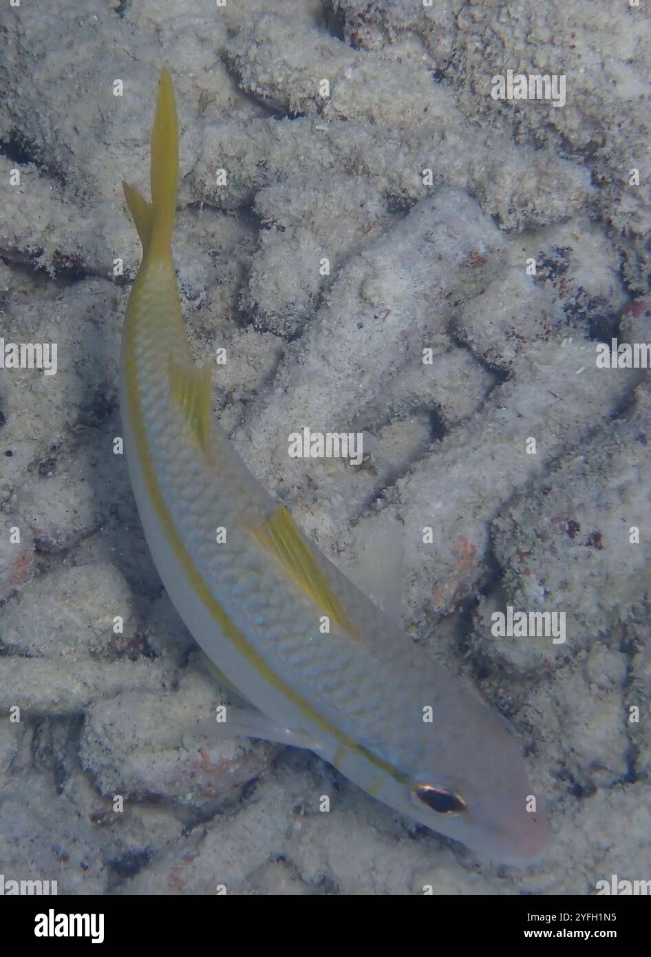 Yellow Goatfish (Mulloidichthys martinicus Stock Photo - Alamy