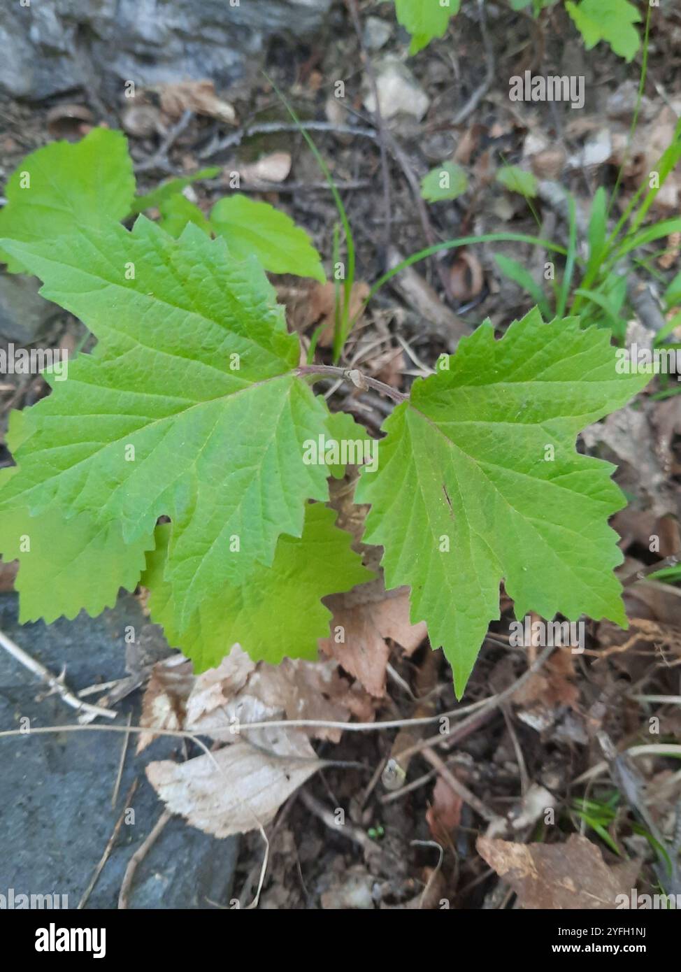 mapleleaf viburnum (Viburnum acerifolium Stock Photo - Alamy