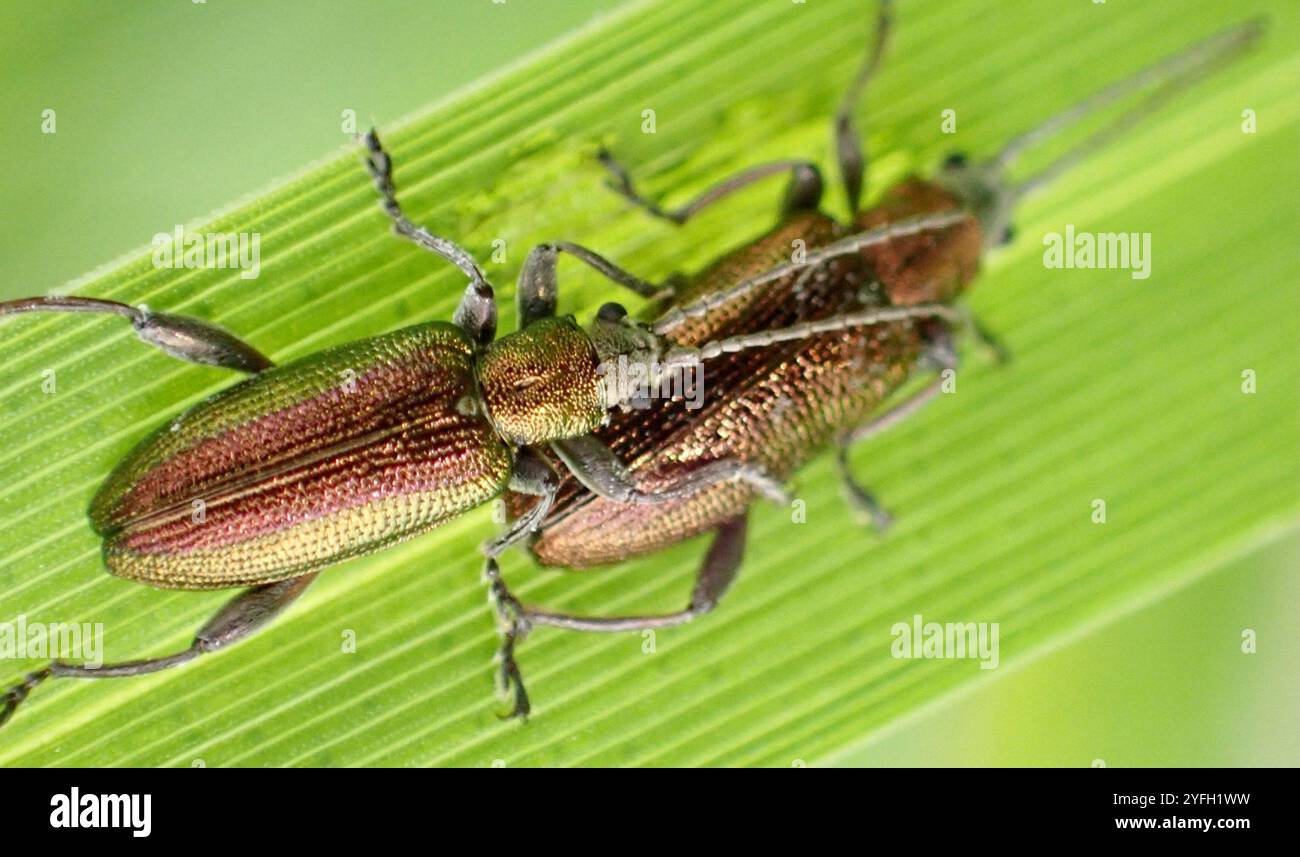 Grooved Leaf Beetle (Donacia semicuprea Stock Photo - Alamy