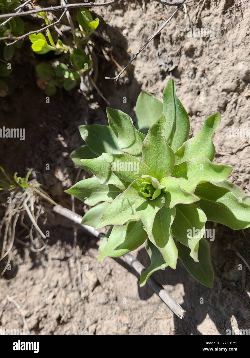 Washington lily (Lilium washingtonianum Stock Photo - Alamy