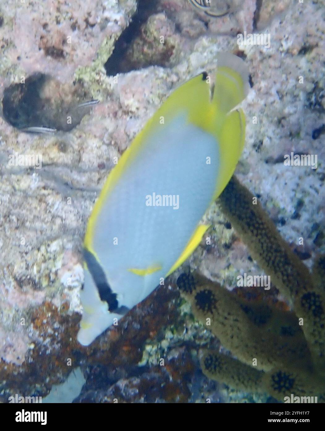 Spotfin Butterflyfish (Chaetodon ocellatus Stock Photo - Alamy