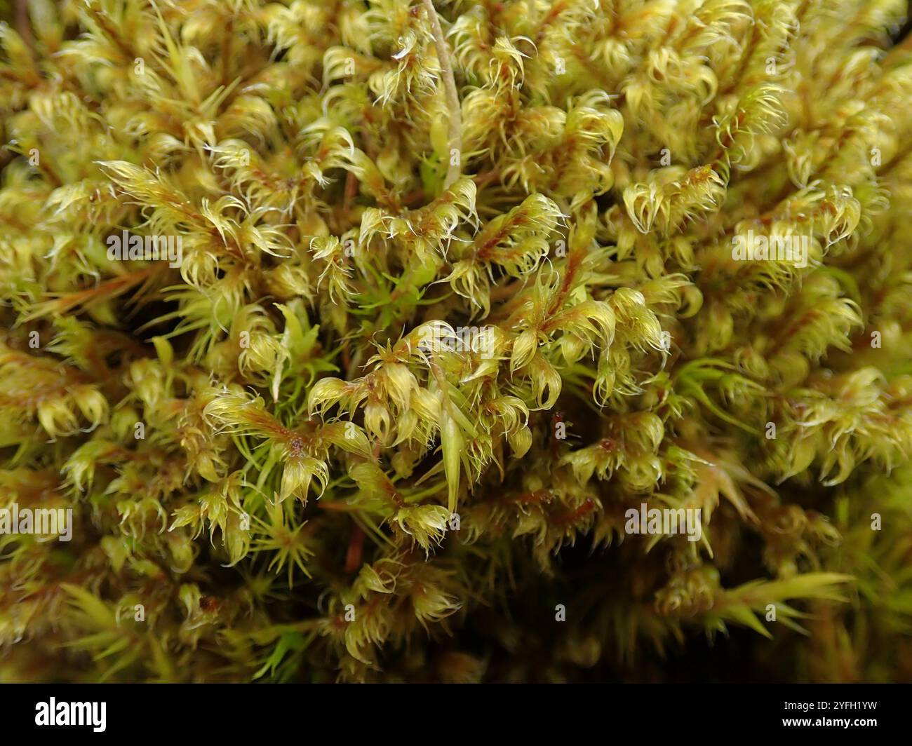 Woolly fringe moss hi-res stock photography and images - Alamy