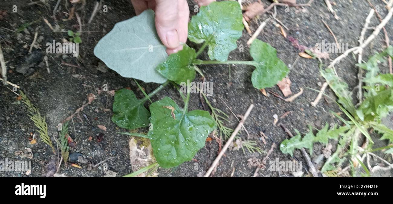 American trailplant (Adenocaulon bicolor Stock Photo - Alamy