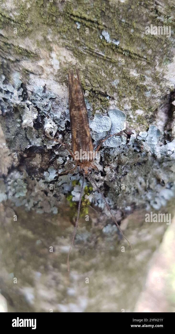 Giant Casemaker Caddisflies (Phryganeidae Stock Photo - Alamy