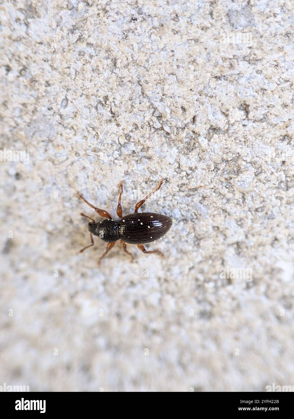 Hairy Spider Weevil (Barypeithes pellucidus Stock Photo - Alamy