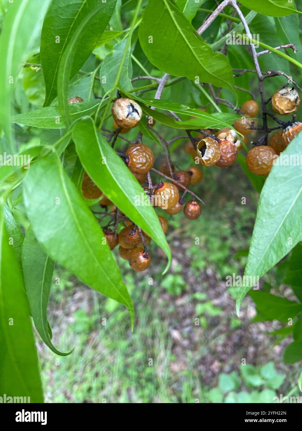 Western Soapberry (Sapindus drummondii Stock Photo - Alamy