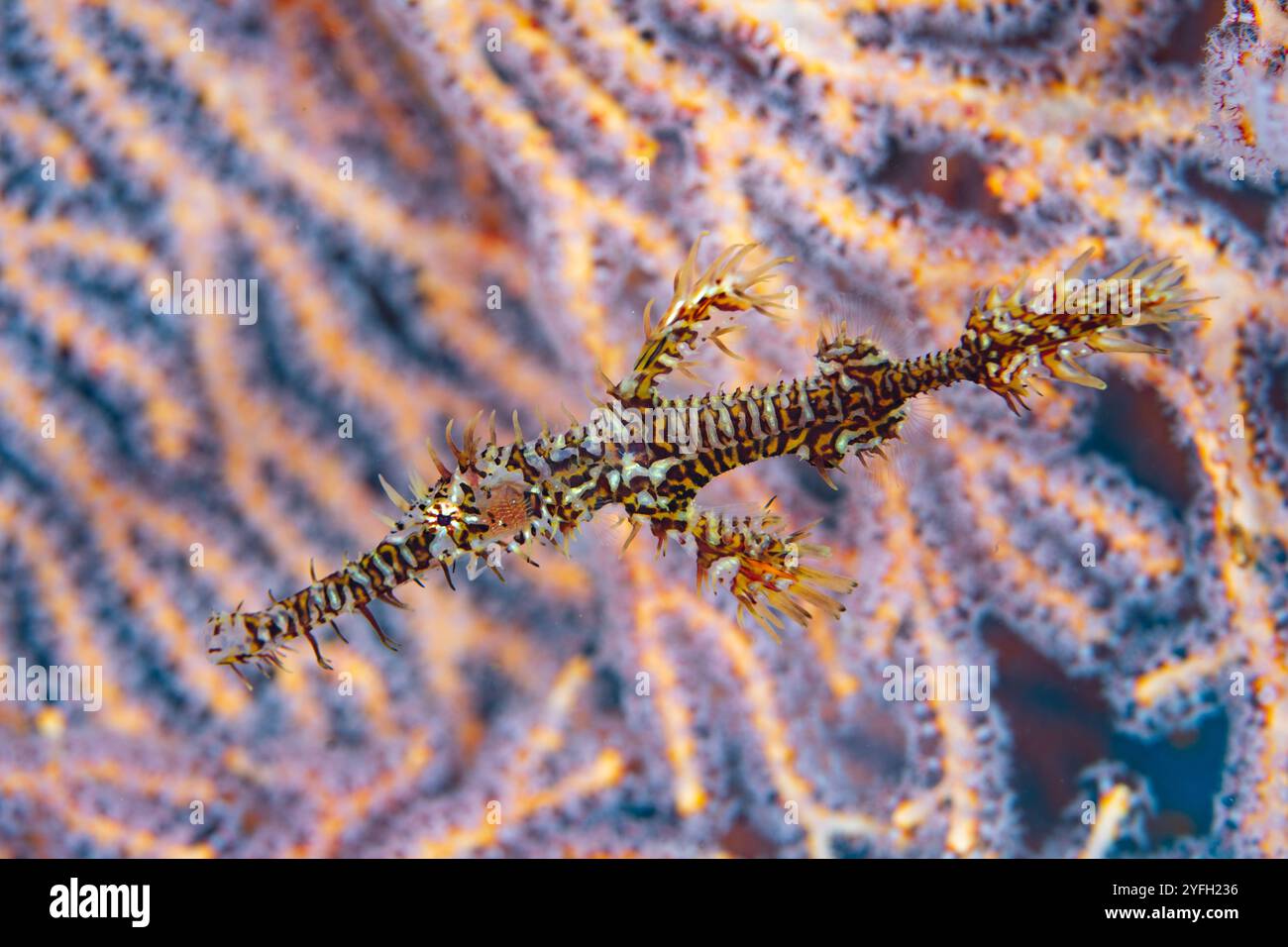 An Ornate ghost pipefish, Solenostomus paradoxus, hovers next to a ...
