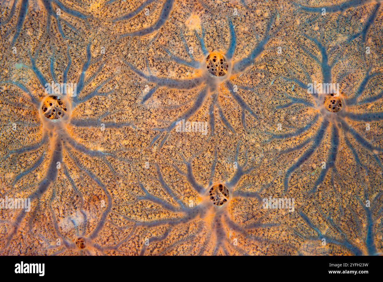 Detail of encrusting sponge hi-res stock photography and images - Alamy