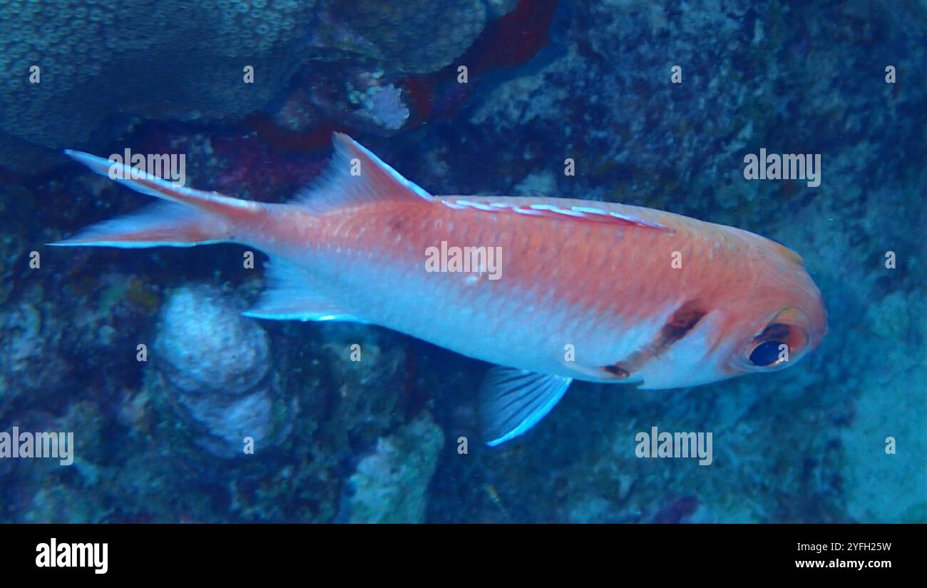 Blackbar Soldierfish (Myripristis jacobus Stock Photo - Alamy