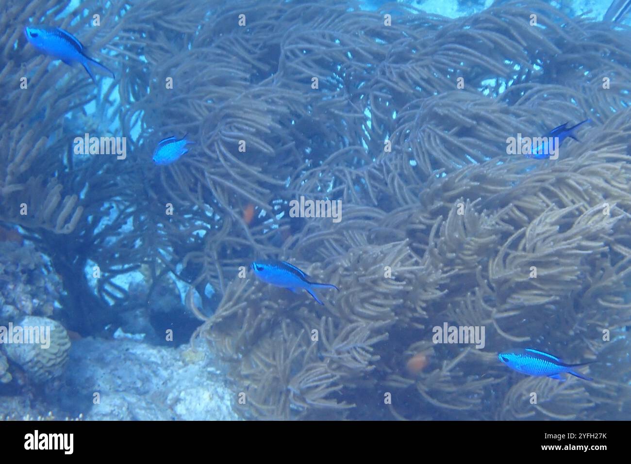 Blue Chromis (Azurina cyanea Stock Photo - Alamy
