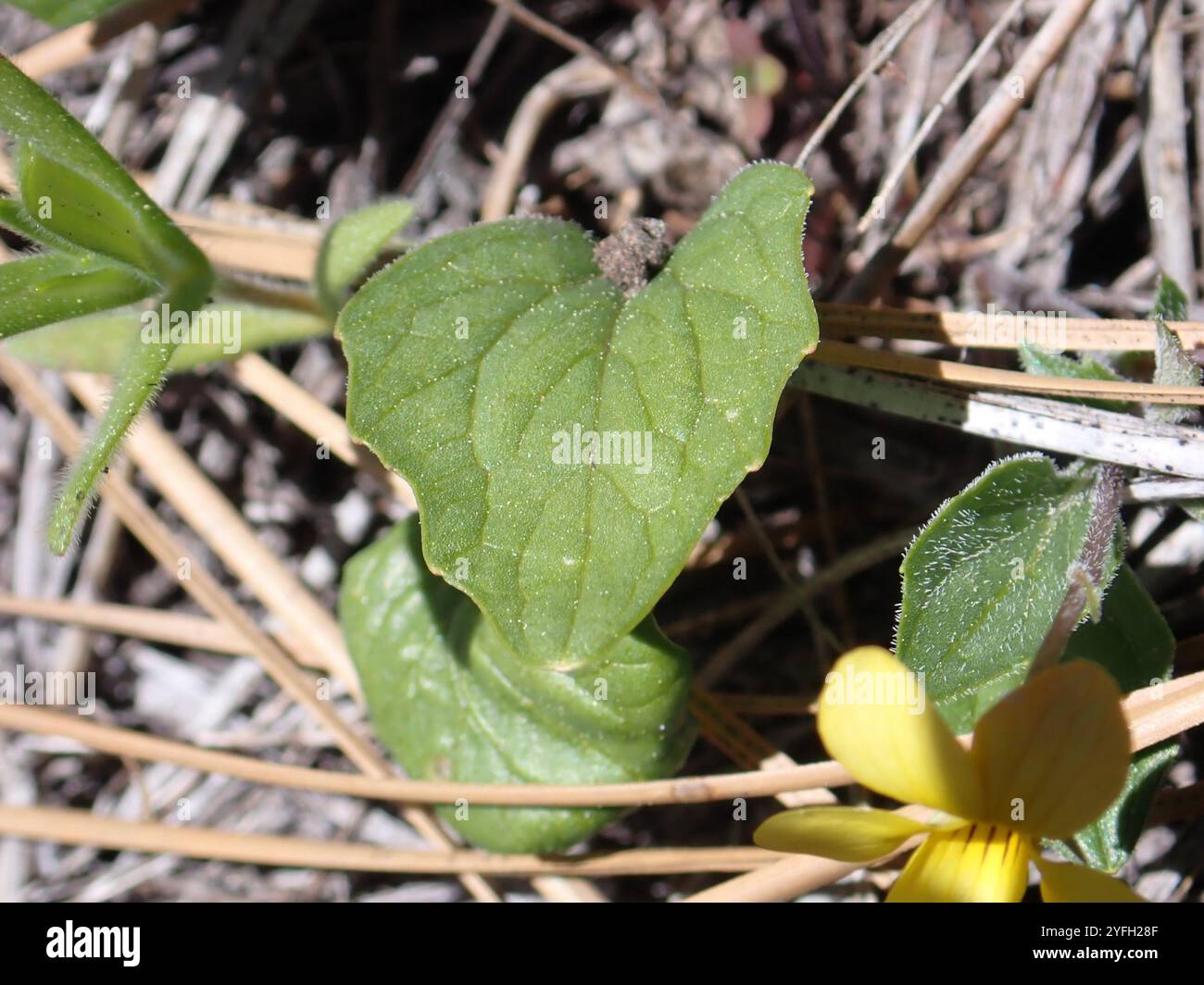 mountain violet (Viola purpurea purpurea Stock Photo - Alamy
