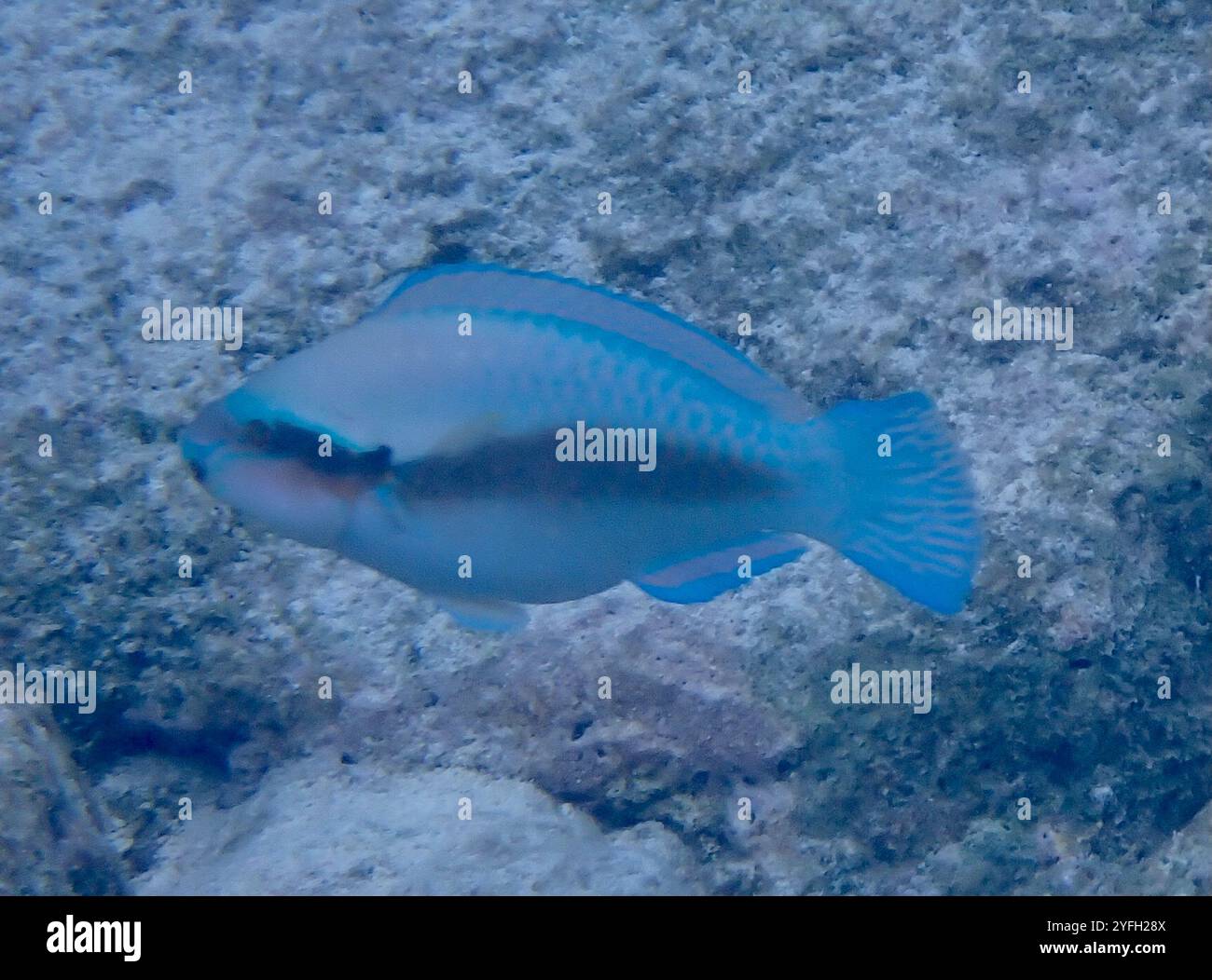 Scarus iseri hi-res stock photography and images - Alamy