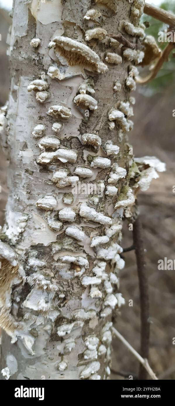 Milk-white Toothed Polypore (Irpex lacteus Stock Photo - Alamy