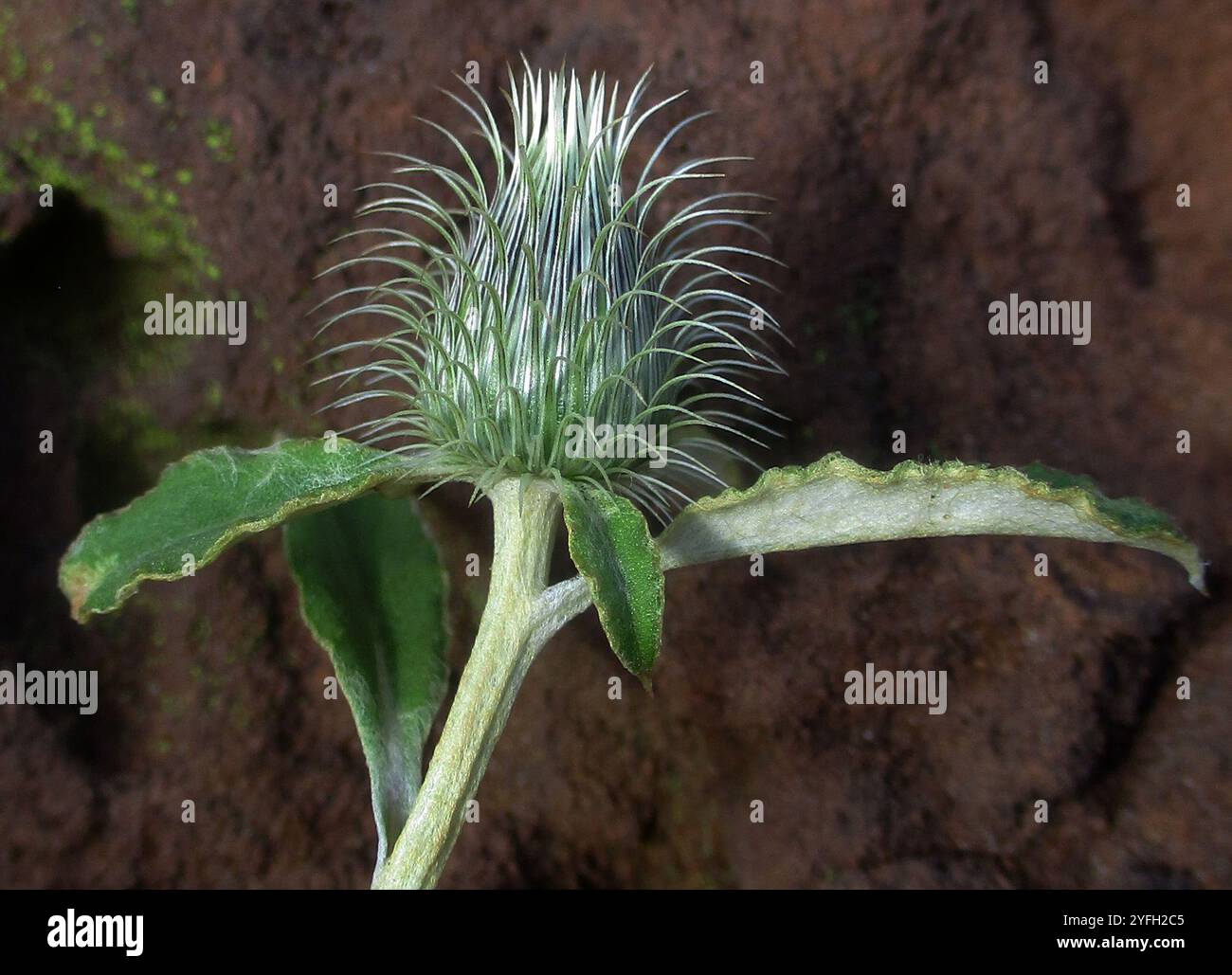 Dicoma hi-res stock photography and images - Alamy