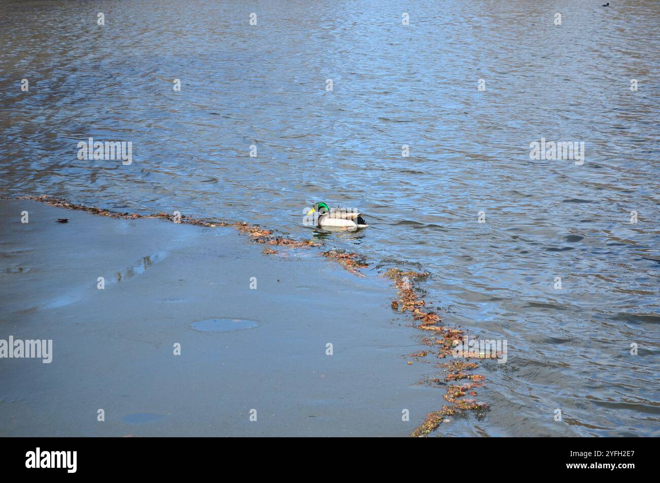 bird at Drottningholm Palace, Stockholm, Sweden, Europe Stock Photo - Alamy
