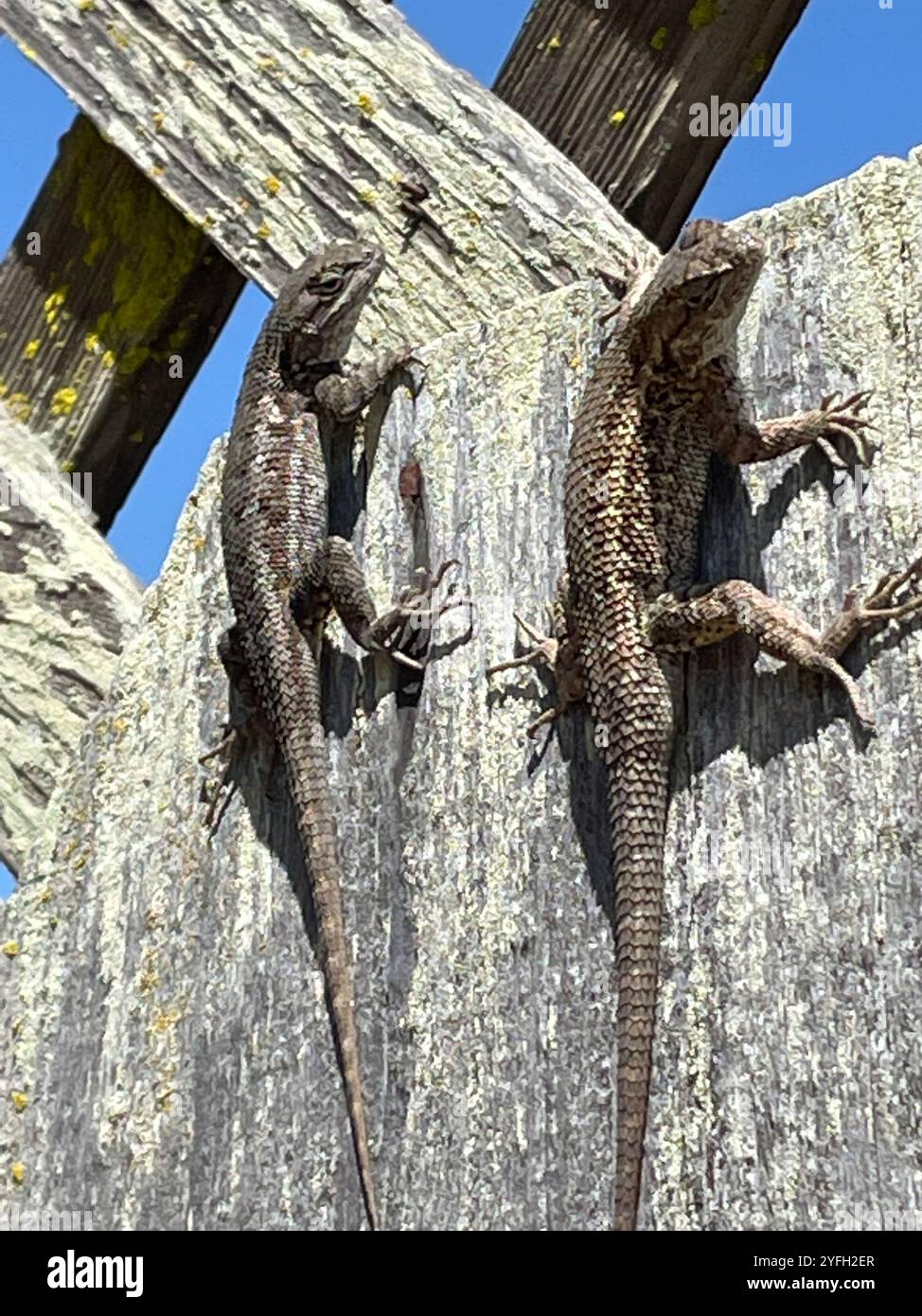 Coast Range Fence Lizard (Sceloporus occidentalis bocourtii Stock Photo ...