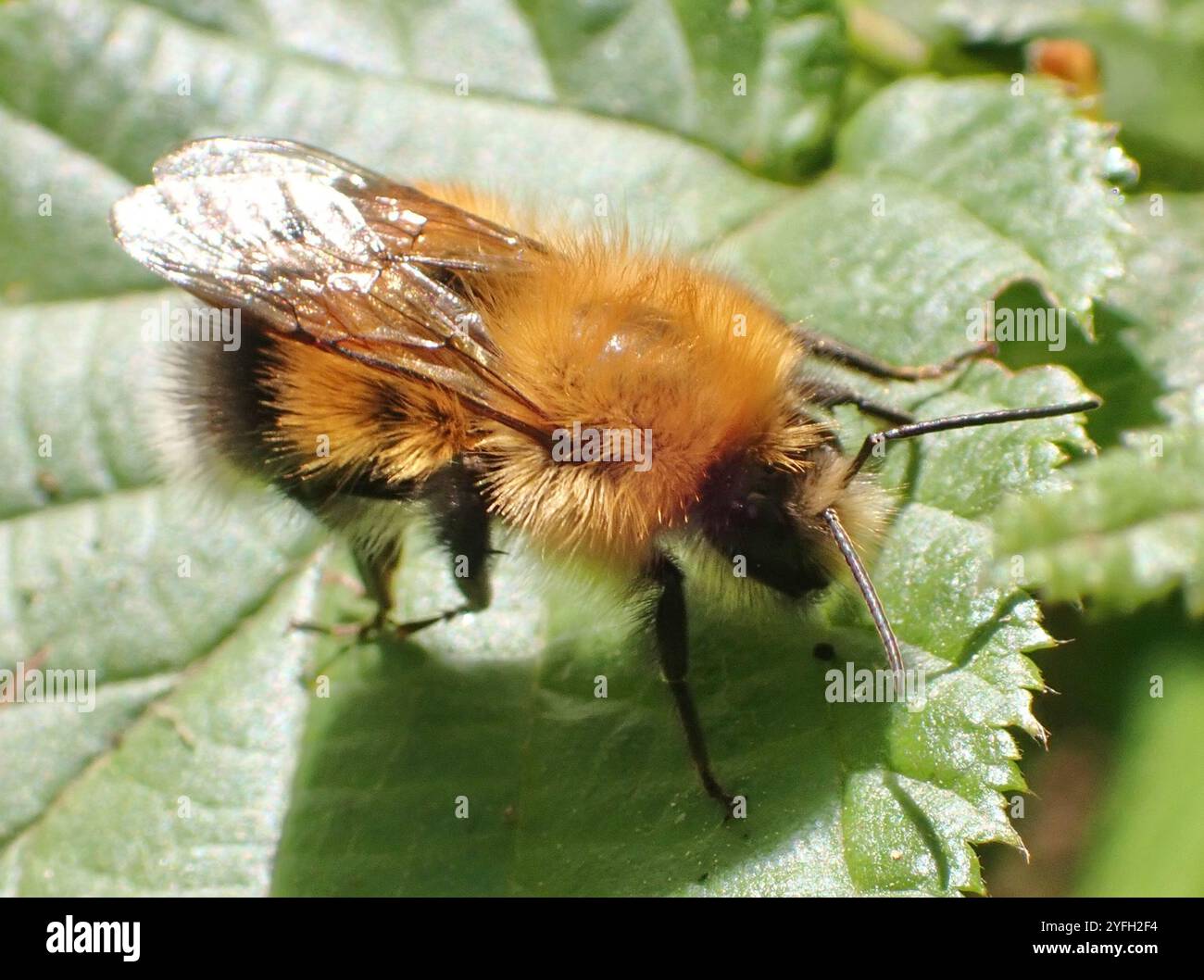 Tree Bumble Bee (Bombus hypnorum Stock Photo - Alamy