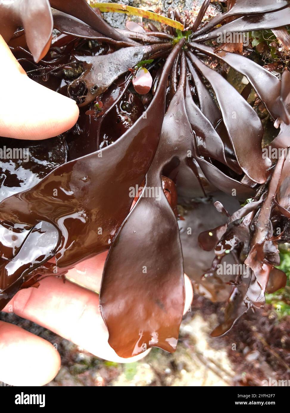 red algae (Rhodophyta Stock Photo - Alamy