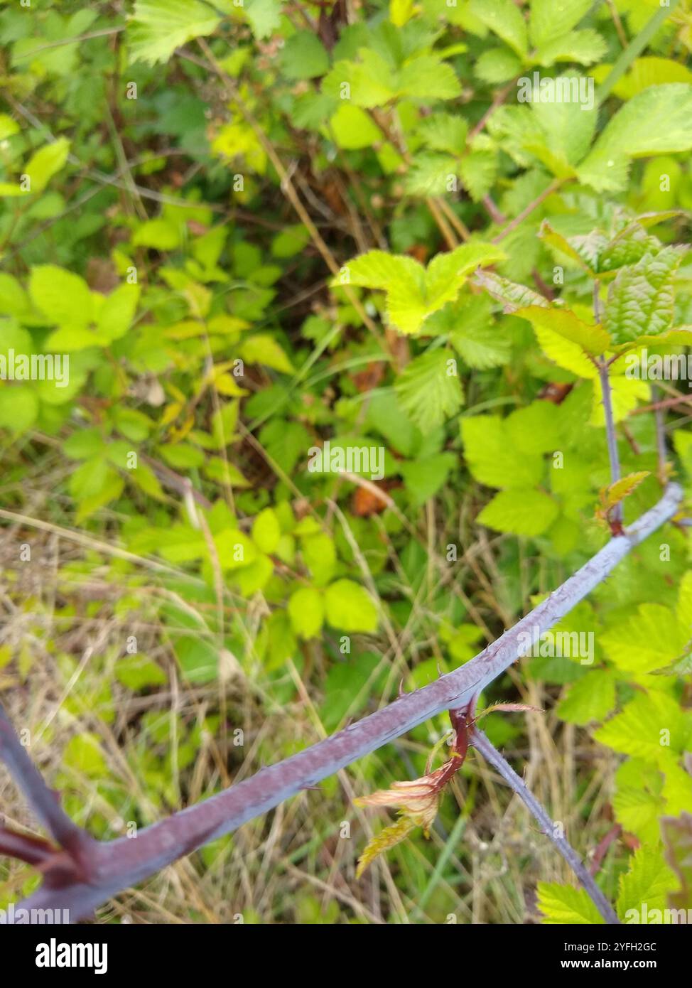 whitebark raspberry (Rubus leucodermis Stock Photo - Alamy