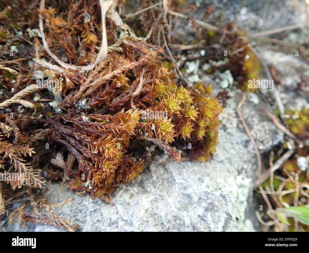 Brown Screw-moss (Syntrichia princeps Stock Photo - Alamy