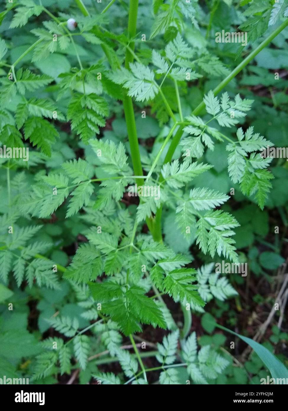 poison hemlock (Conium maculatum Stock Photo - Alamy