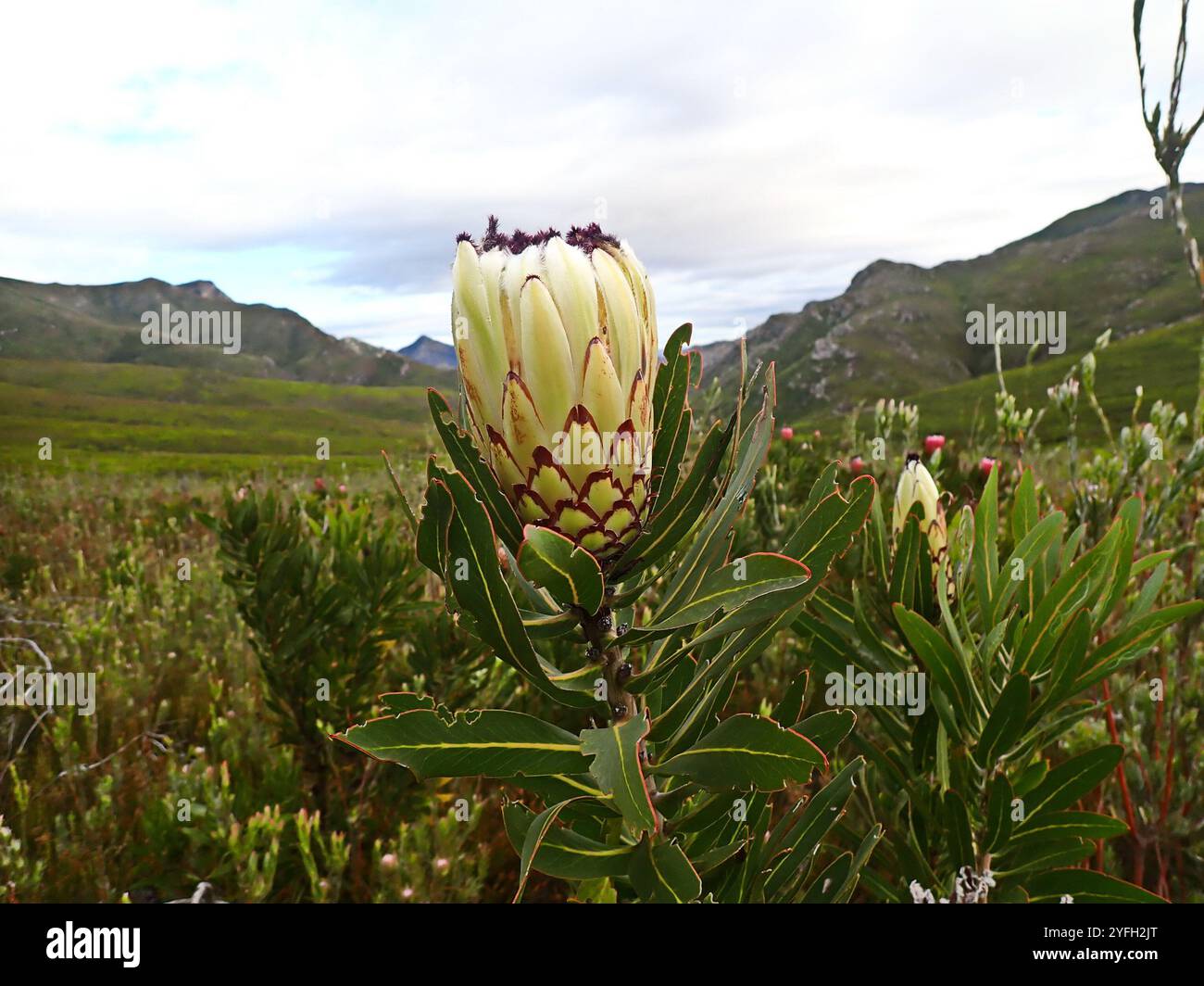 Oleander-leaf Protea (Protea neriifolia Stock Photo - Alamy