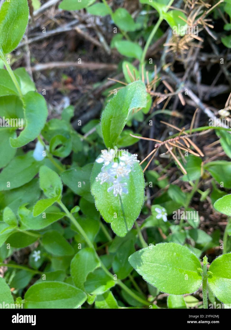 Whipplea modesta hi-res stock photography and images - Alamy