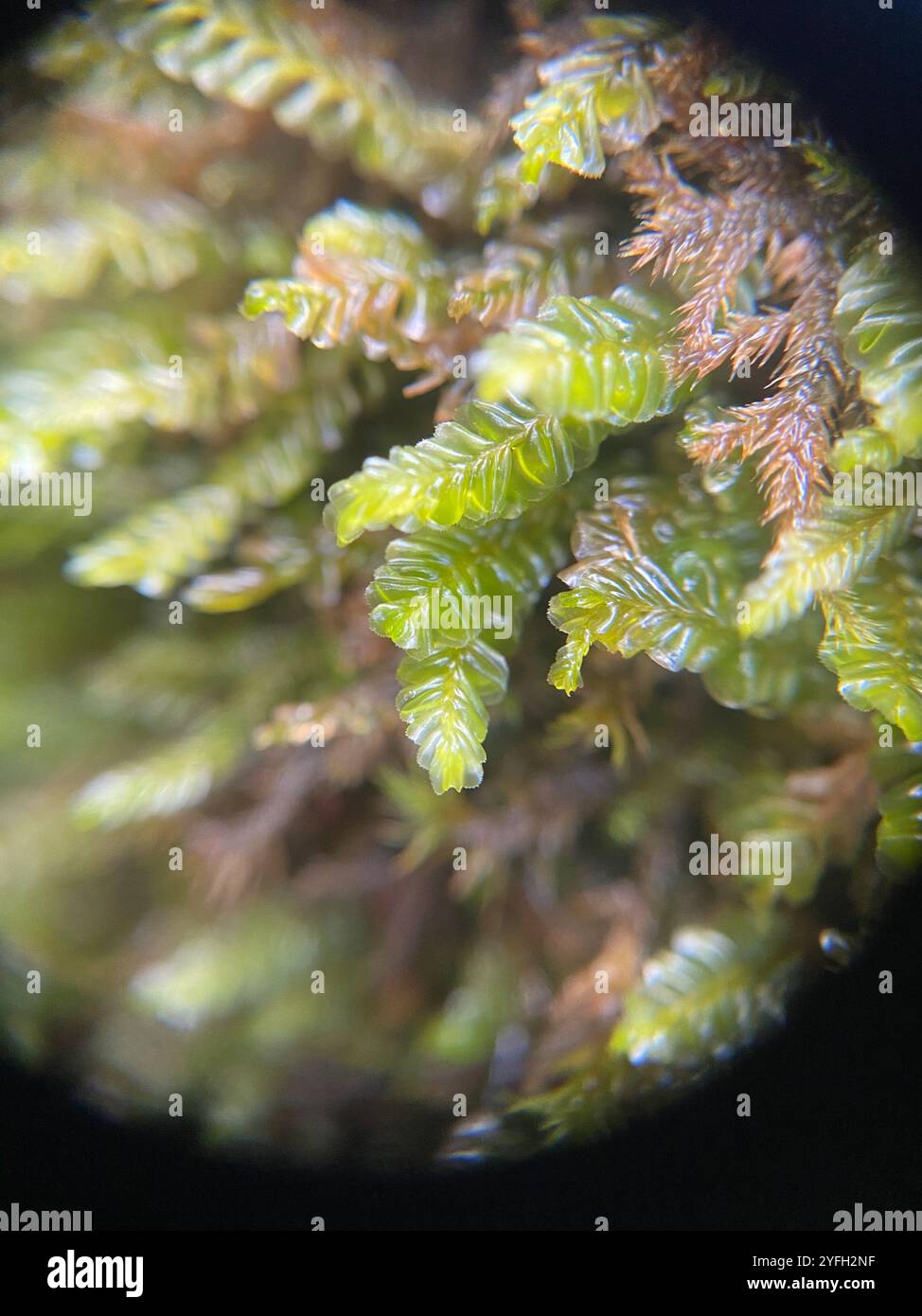 Yellow-ladle Liverwort (Scapania bolanderi Stock Photo - Alamy