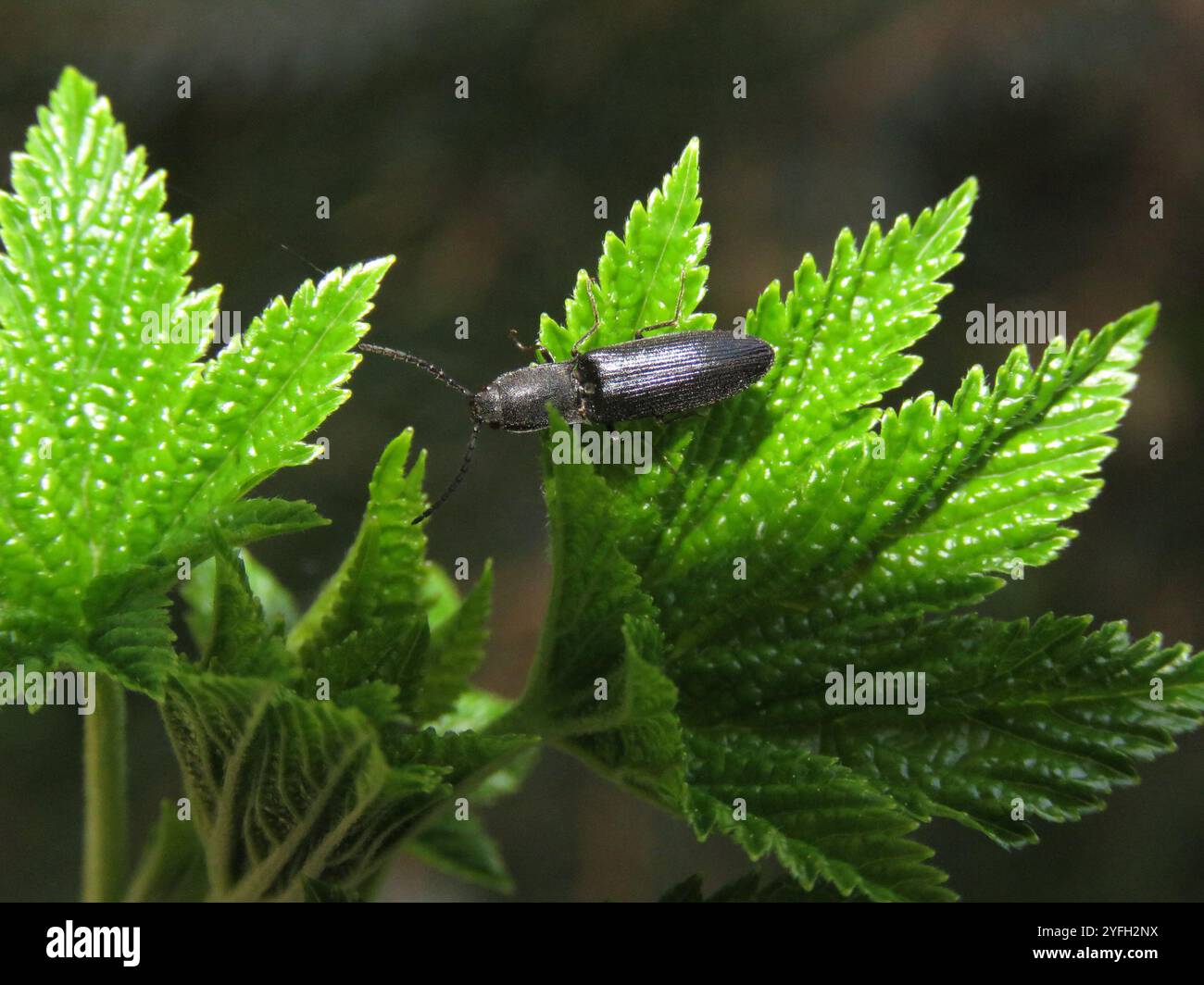 Click Beetles (Elateridae Stock Photo - Alamy