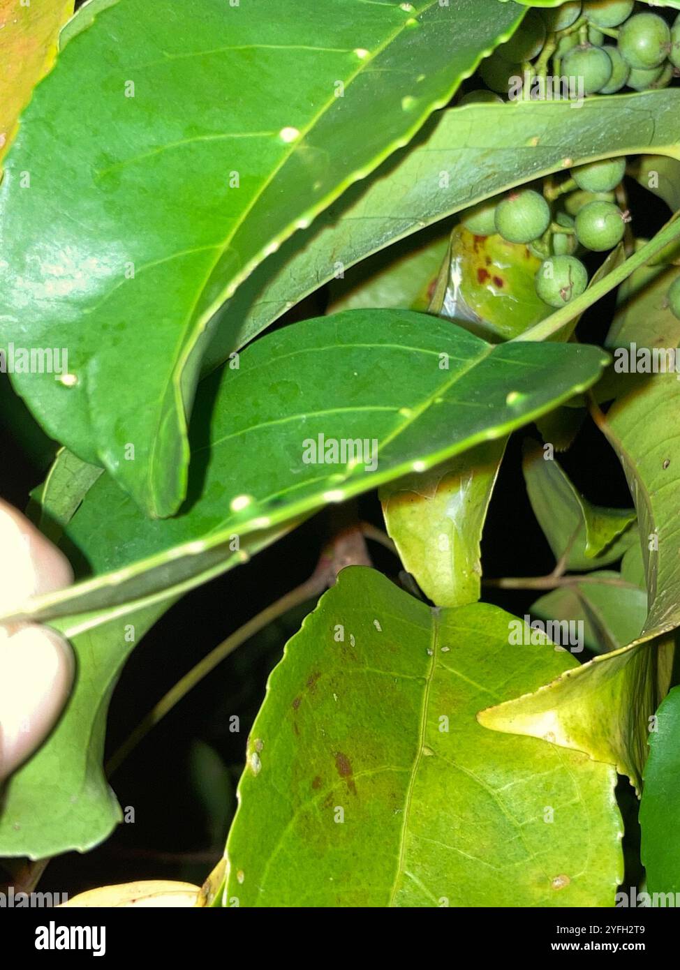 Gall and Rust Mites (Eriophyidae Stock Photo - Alamy