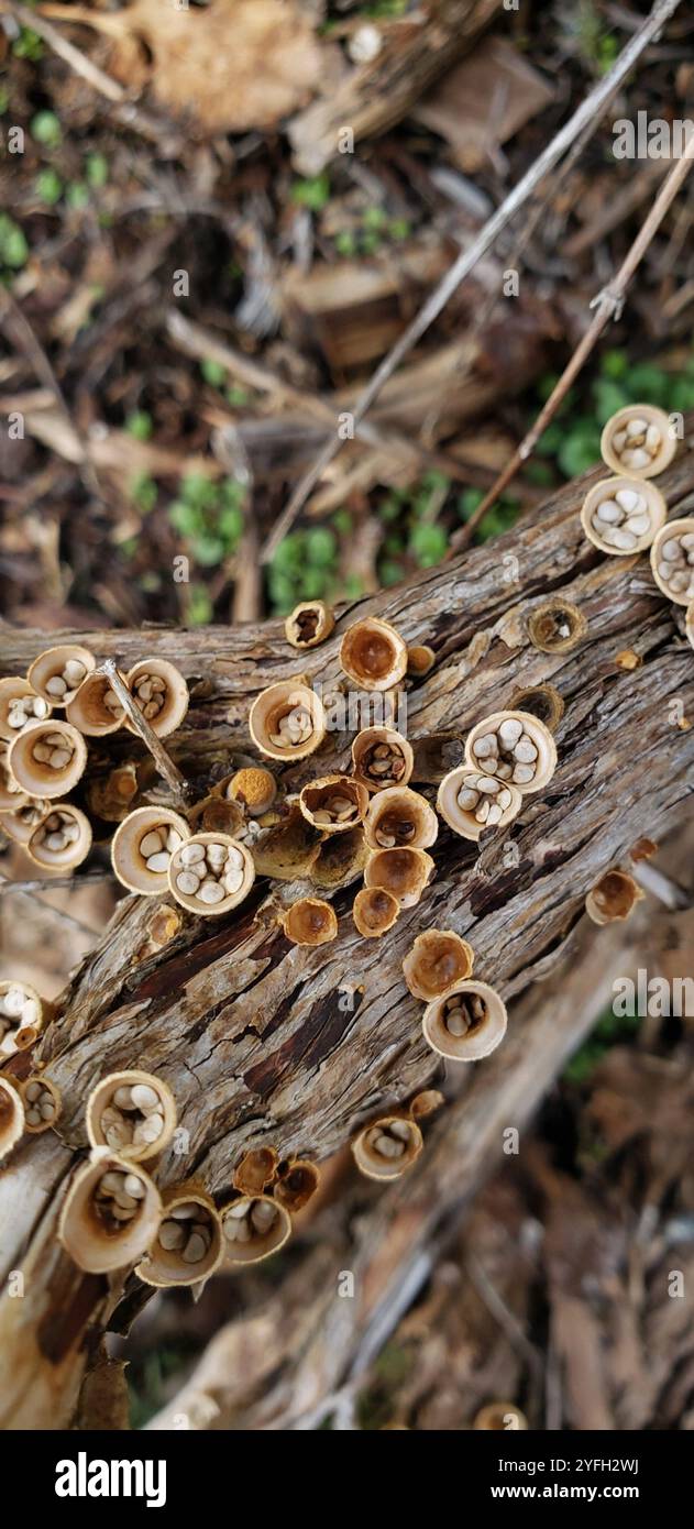 common bird's nest fungus (Crucibulum laeve Stock Photo - Alamy