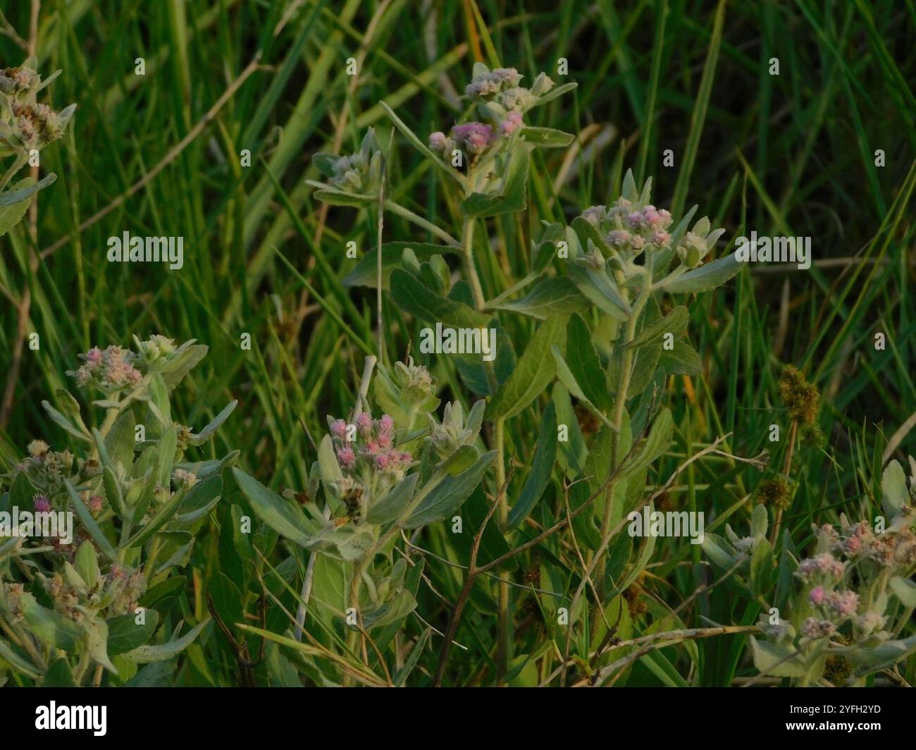 Rosy Camphorweed (Pluchea baccharis Stock Photo - Alamy