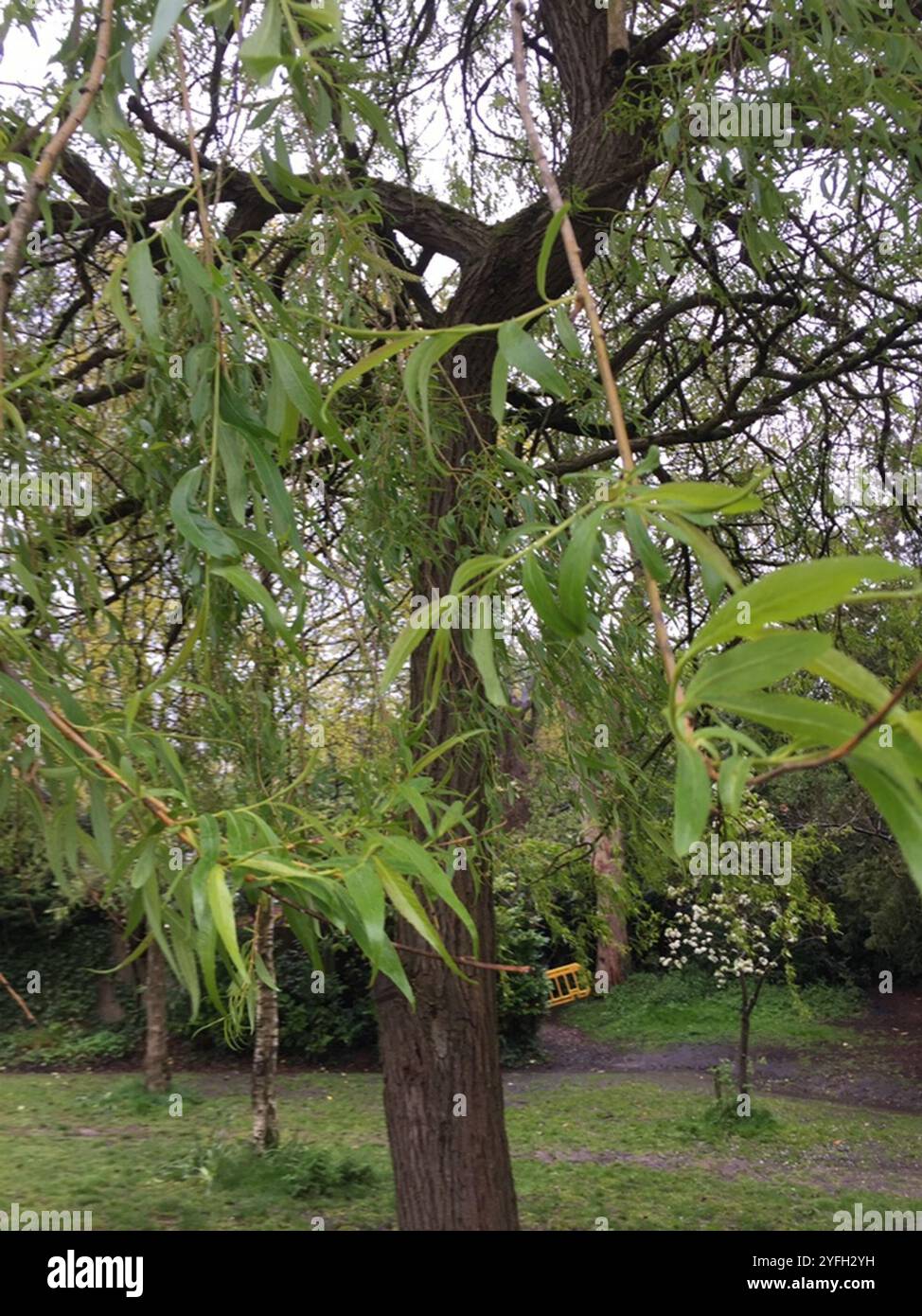 willow family (Salicaceae Stock Photo - Alamy