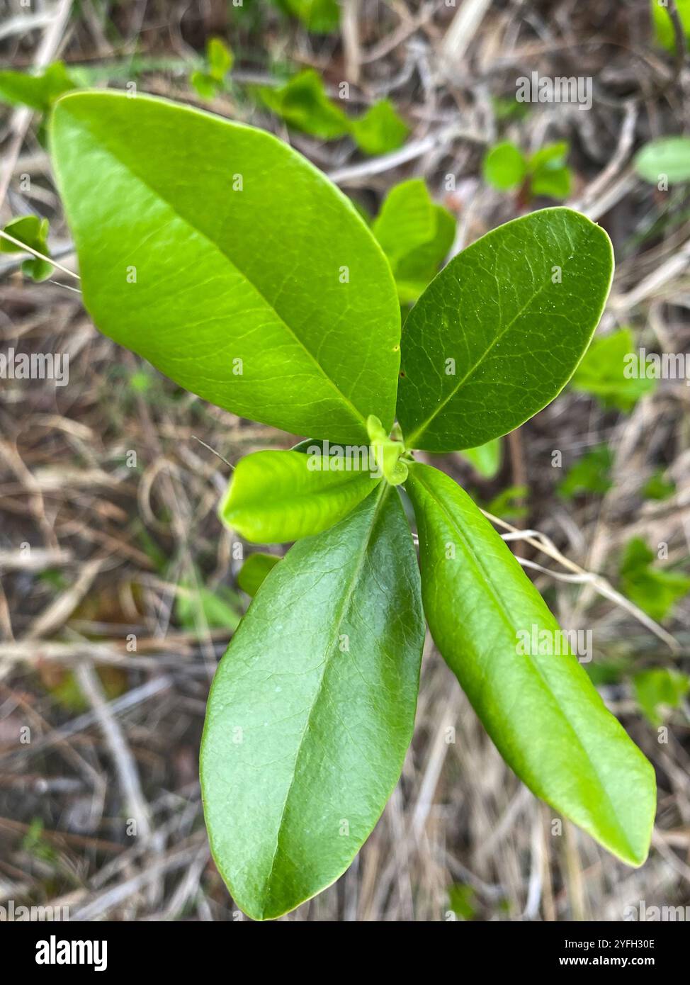 Swamp titi (Cyrilla racemiflora Stock Photo - Alamy