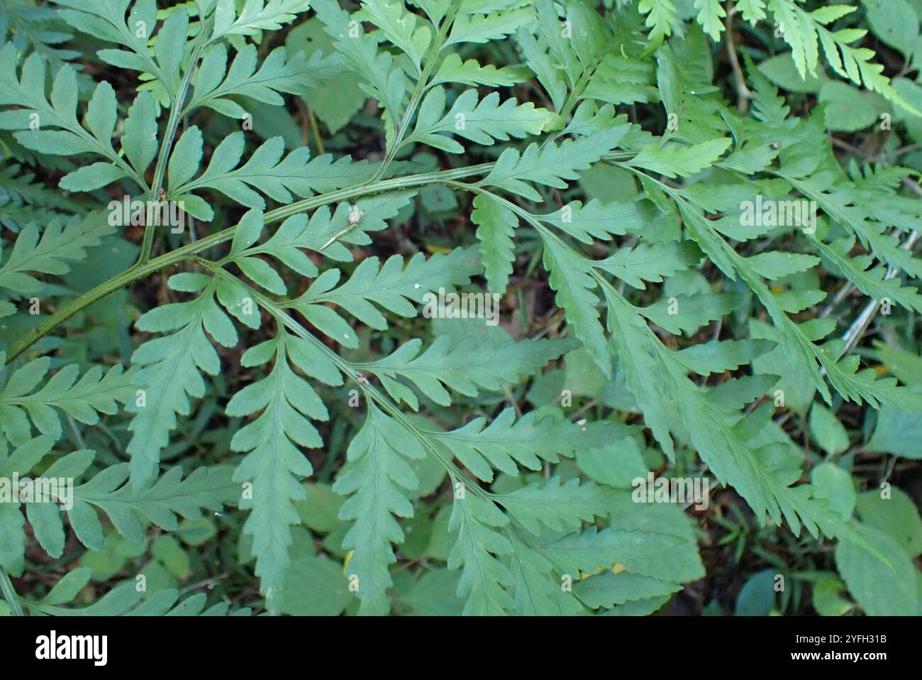 Rumohra adiantiformis hi-res stock photography and images - Alamy