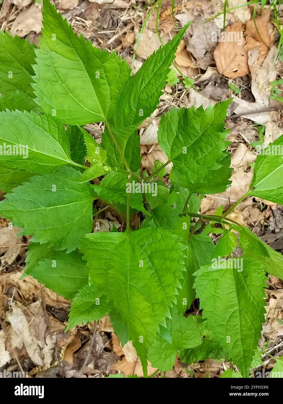false nettles and allies (Boehmeria Stock Photo - Alamy
