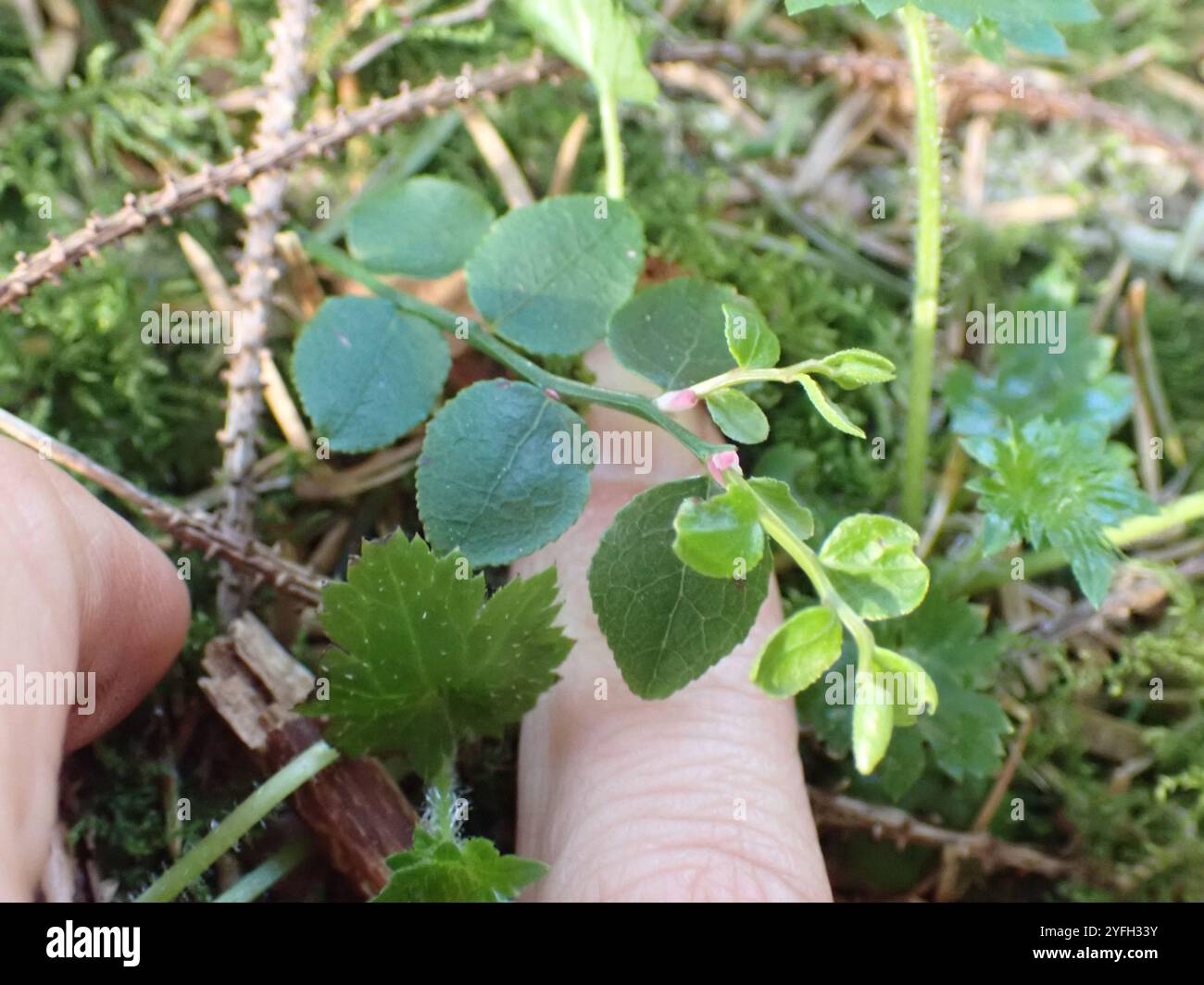 Red Huckleberry (Vaccinium parvifolium Stock Photo - Alamy