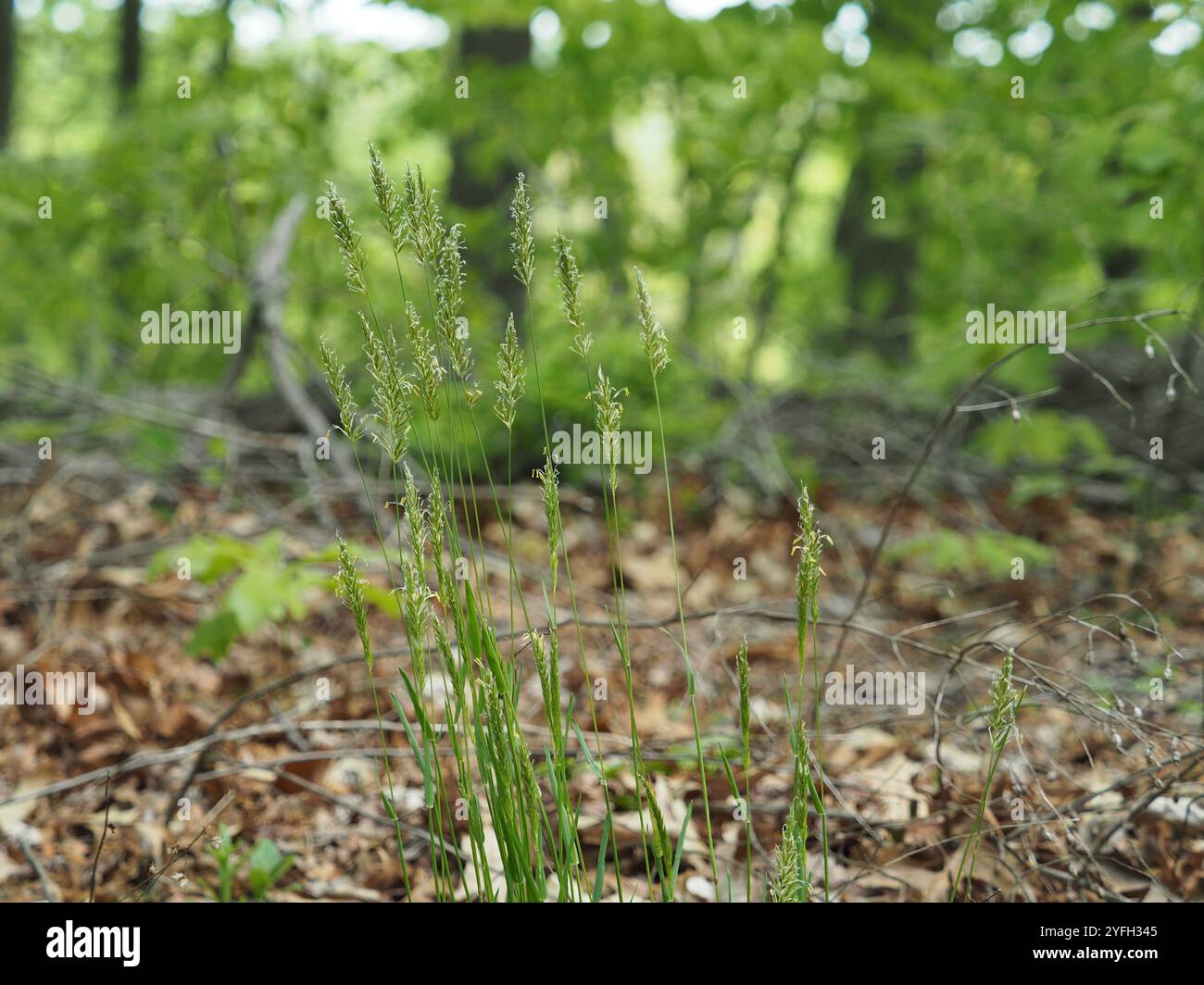 sweet vernal grass (Anthoxanthum odoratum Stock Photo - Alamy