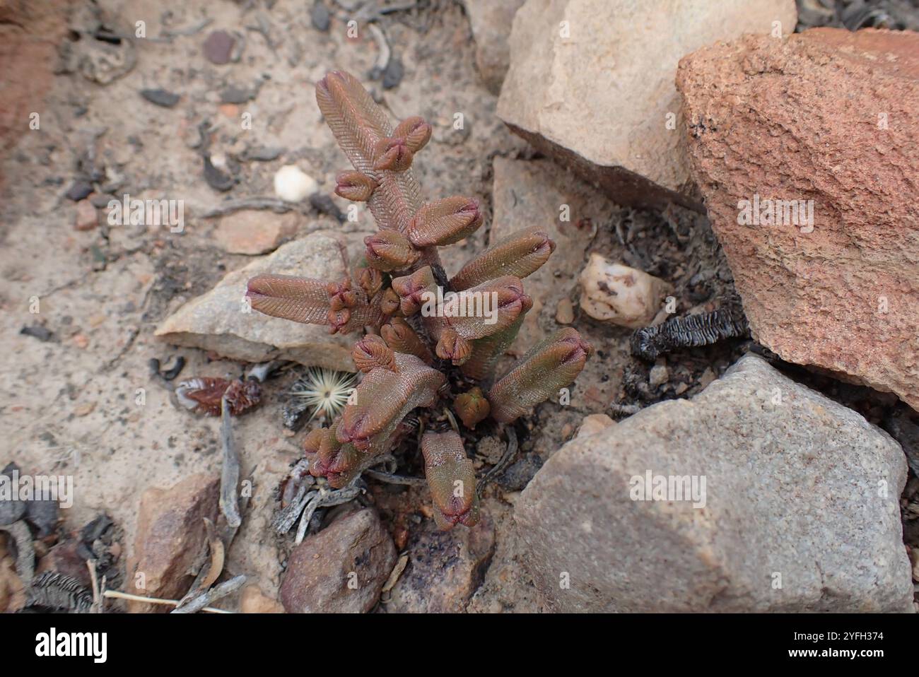 pagoda mini-jade (Crassula pyramidalis Stock Photo - Alamy