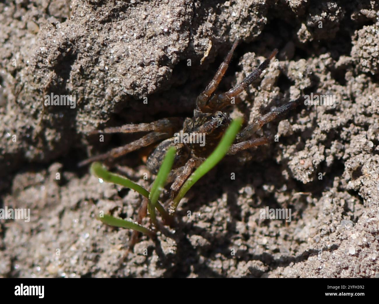 Ground wolf spider (Trochosa terricola Stock Photo - Alamy