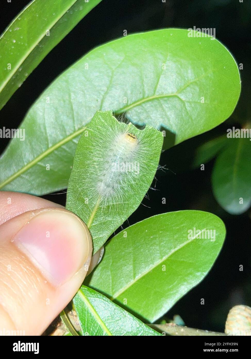 Laugher Moth (Charadra deridens Stock Photo - Alamy
