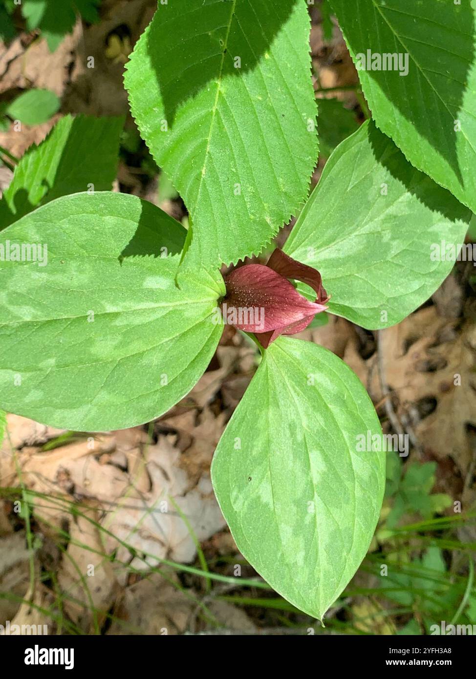 prairie trillium (Trillium recurvatum Stock Photo - Alamy