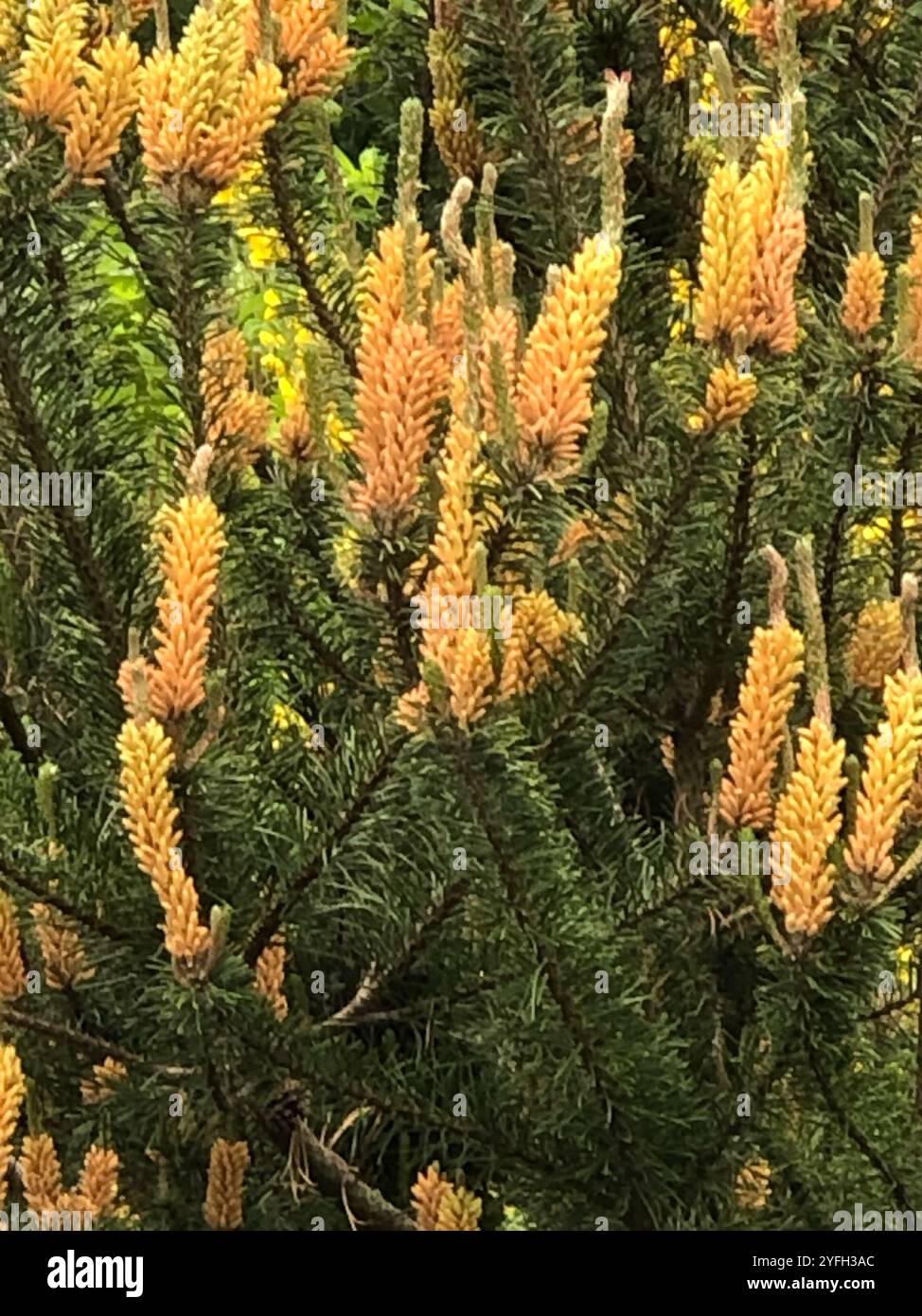 pines, spruces, larches, and allies (Pinoideae Stock Photo - Alamy