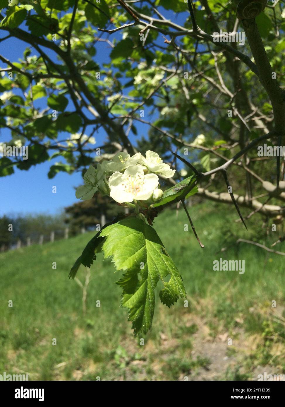 Hairy Cockspurthorn (Crataegus submollis Stock Photo - Alamy
