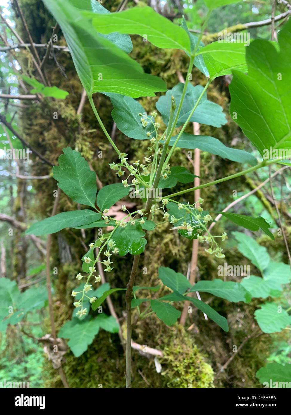 Pacific poison oak (Toxicodendron diversilobum Stock Photo - Alamy